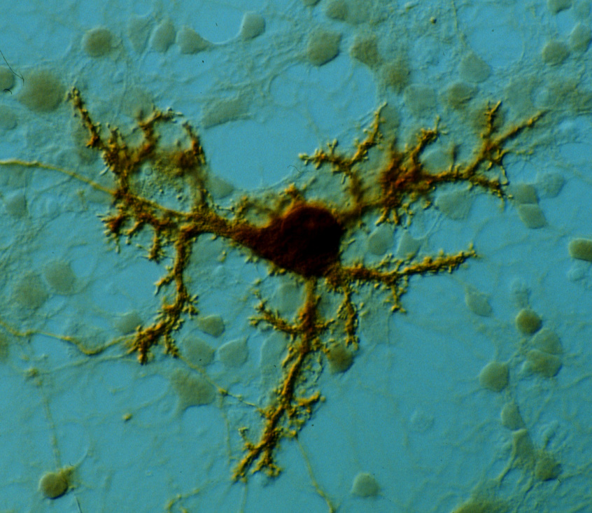 Dr. Mary E. Morrison